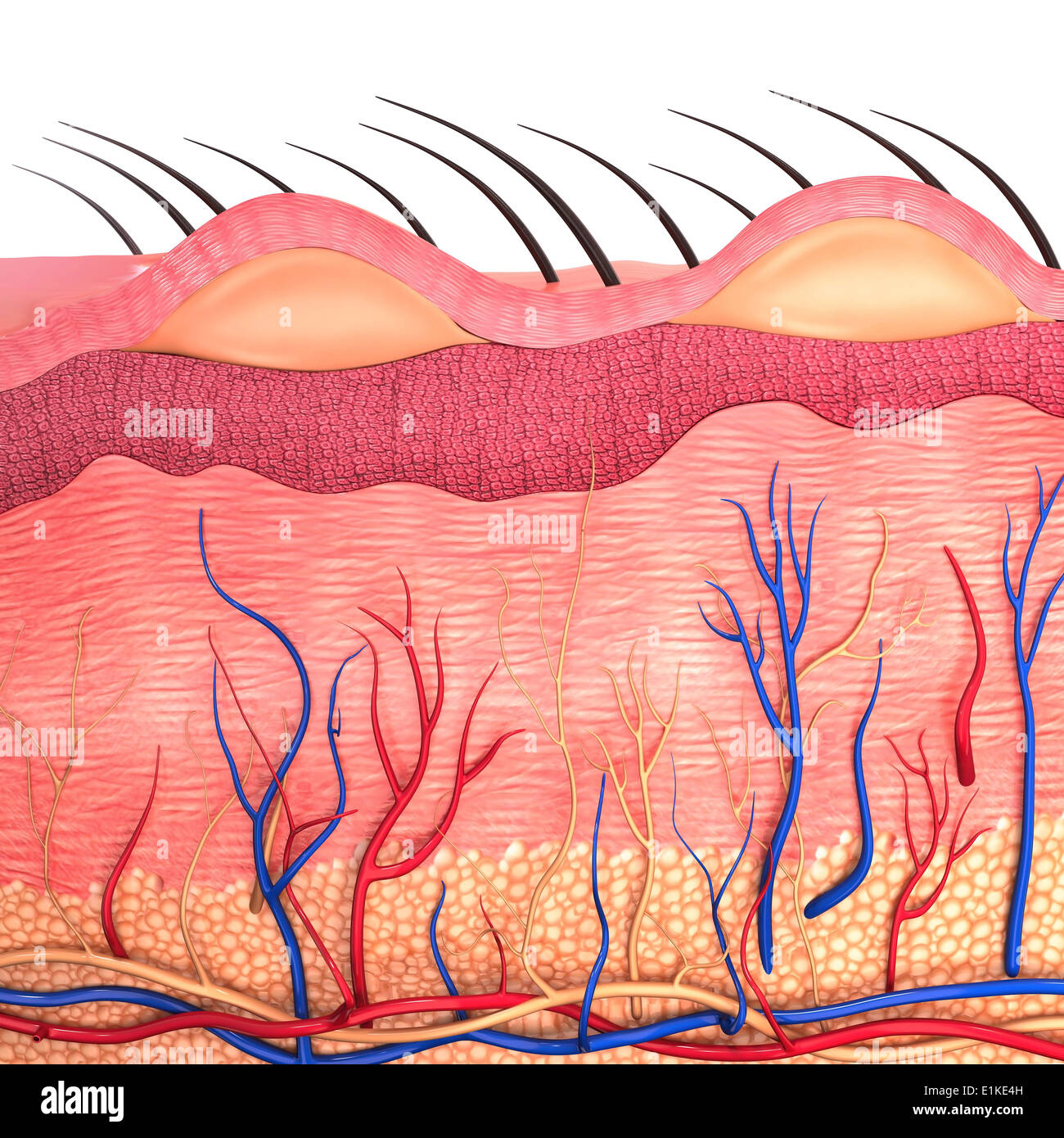 Integumentary system -Fotos und -Bildmaterial in hoher Auflösung – Alamy