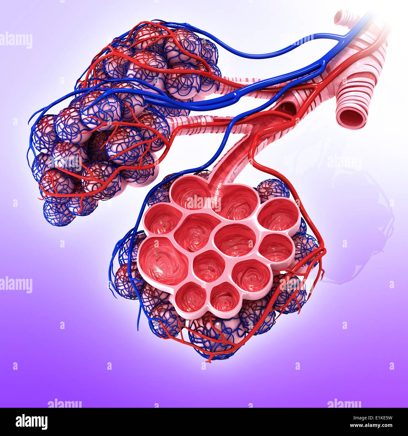 Alveolen und Kapillaren Stockfotos und -bilder Kaufen - Alamy