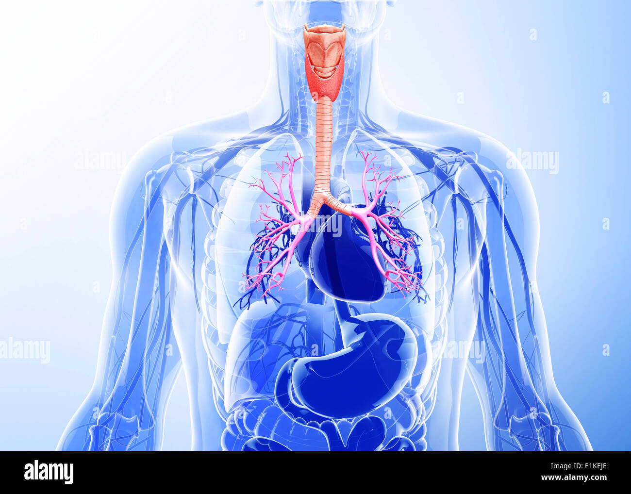 Menschliches atmungssystem -Fotos und -Bildmaterial in hoher Auflösung ...