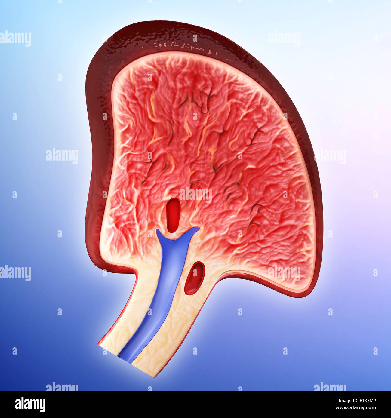 Arteria Lienalis Stockfotos und -bilder Kaufen - Alamy