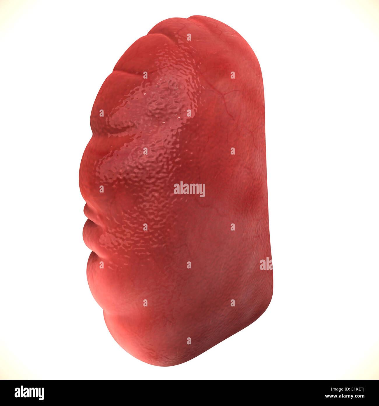 Mensch ausgeschnitten -Fotos und -Bildmaterial in hoher Auflösung – Alamy