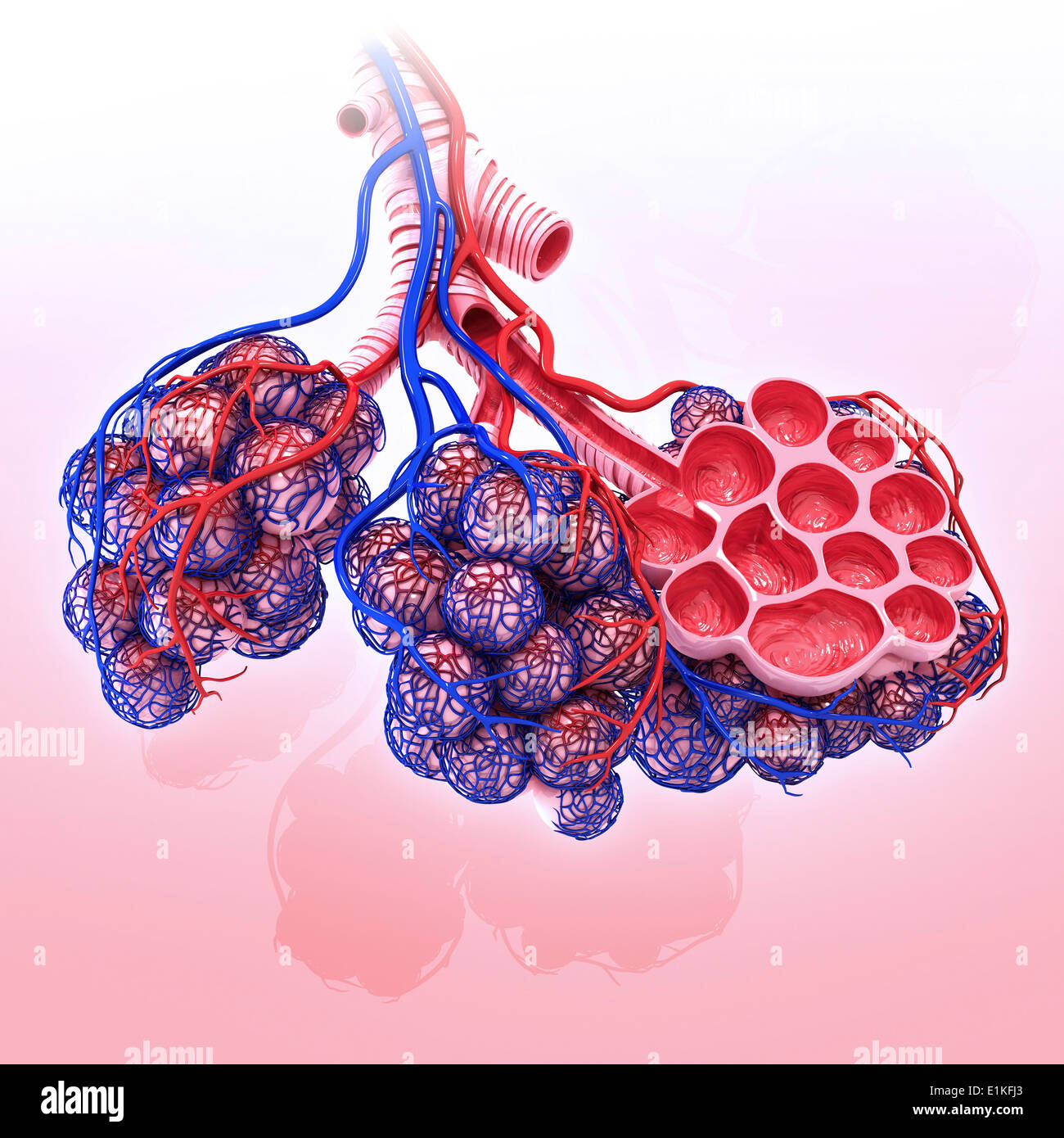 Bronchiole Alveoli Stockfotos und -bilder Kaufen - Alamy