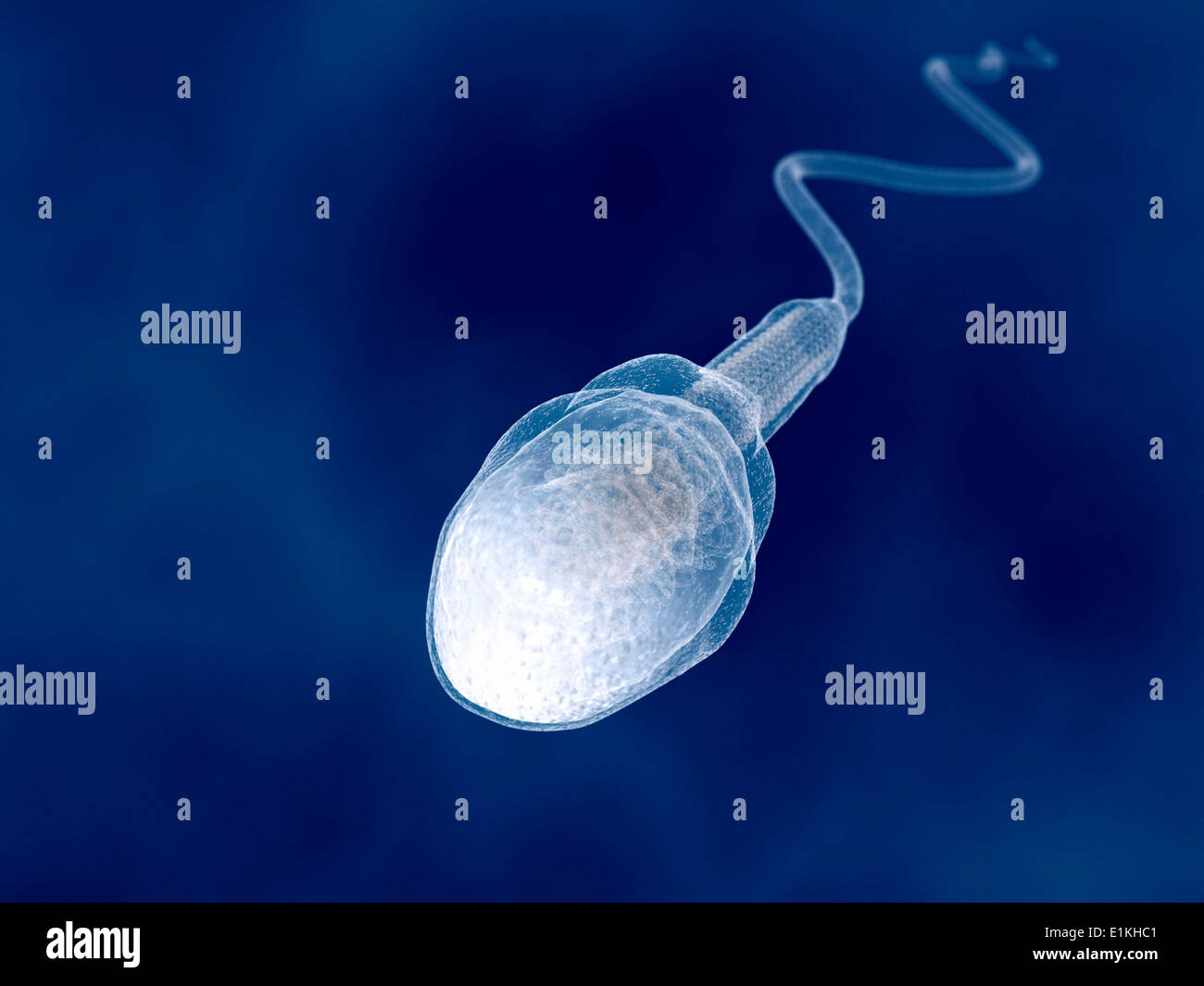 Sperm development -Fotos und -Bildmaterial in hoher Auflösung – Alamy