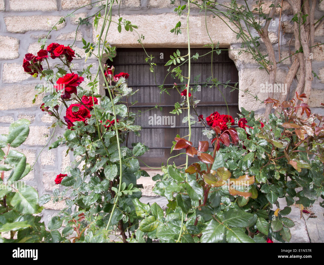 Alte mauer mit rosen -Fotos und -Bildmaterial in hoher Auflösung – Alamy