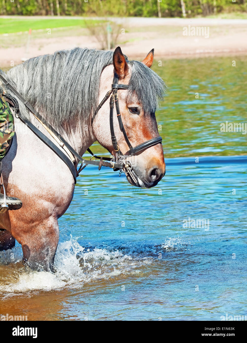 Belgisches pony -Fotos und -Bildmaterial in hoher Auflösung – Alamy
