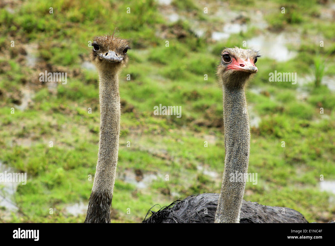 Strauße in einem zoo -Fotos und -Bildmaterial in hoher Auflösung – Alamy