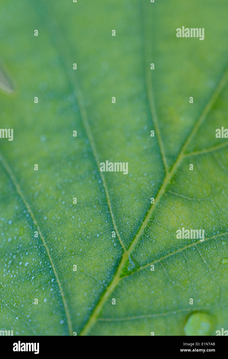 Grünes eichenblatt -Fotos und -Bildmaterial in hoher Auflösung – Alamy