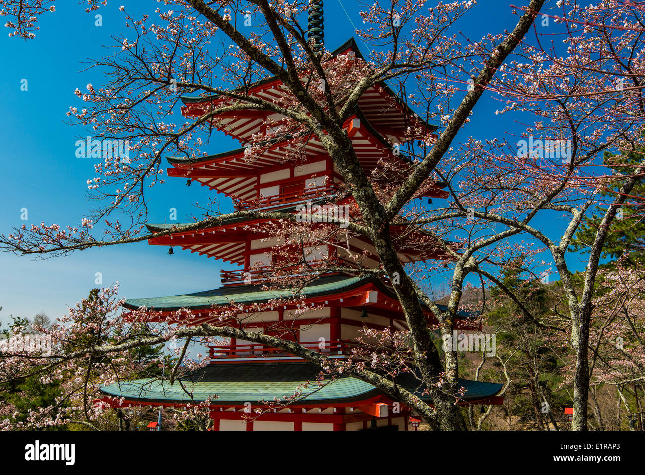 Himmel baum japan -Fotos und -Bildmaterial in hoher Auflösung – Alamy