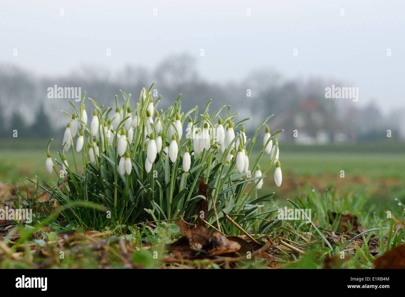 Schneeglöckchen arten -Fotos und -Bildmaterial in hoher Auflösung – Alamy