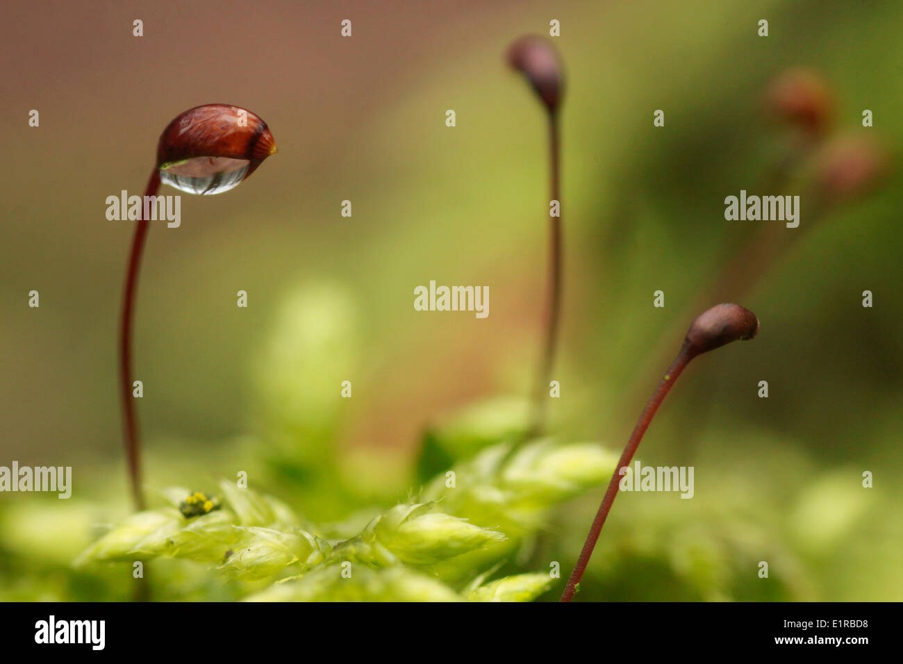 Zypressenblättriges zopfmoos -Fotos und -Bildmaterial in hoher ...