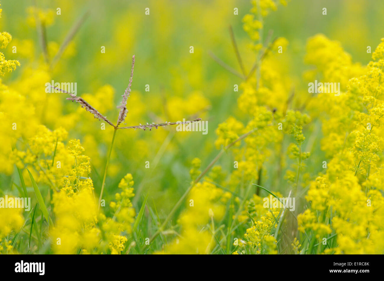 Blühende Bermudagras zwischen gelbe Feder Labkraut Stockfotografie - Alamy
