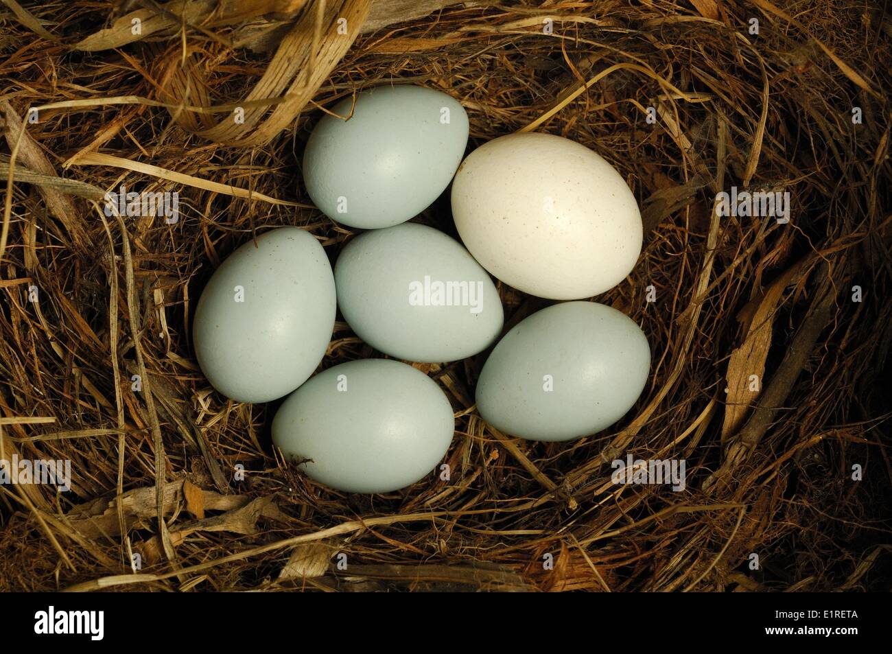 Gemeinsamen Kuckuck Ei Heckenbraunelle Eier Stockfotografie - Alamy