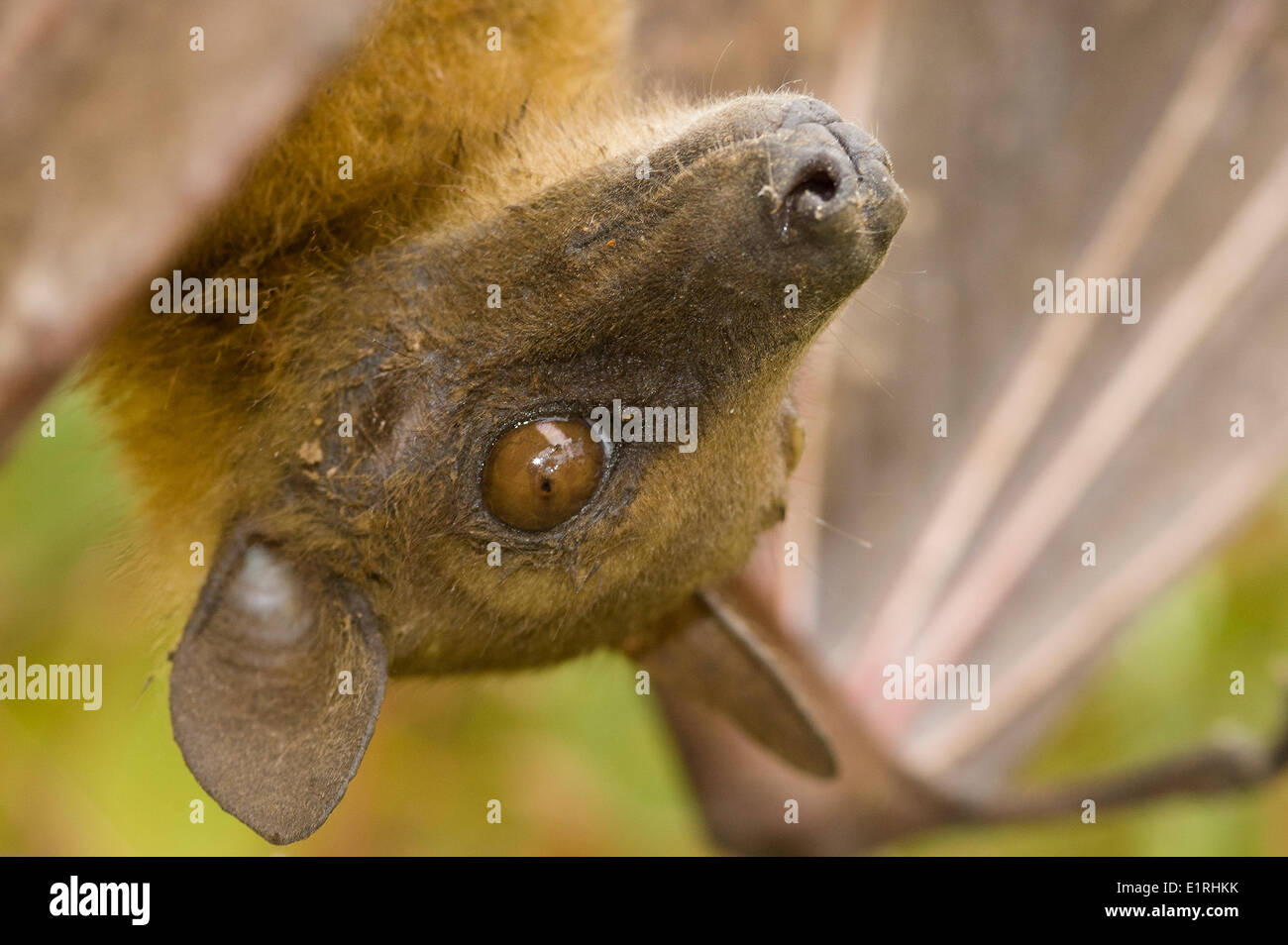 Strohfarbene fruchtfledermaus -Fotos und -Bildmaterial in hoher ...