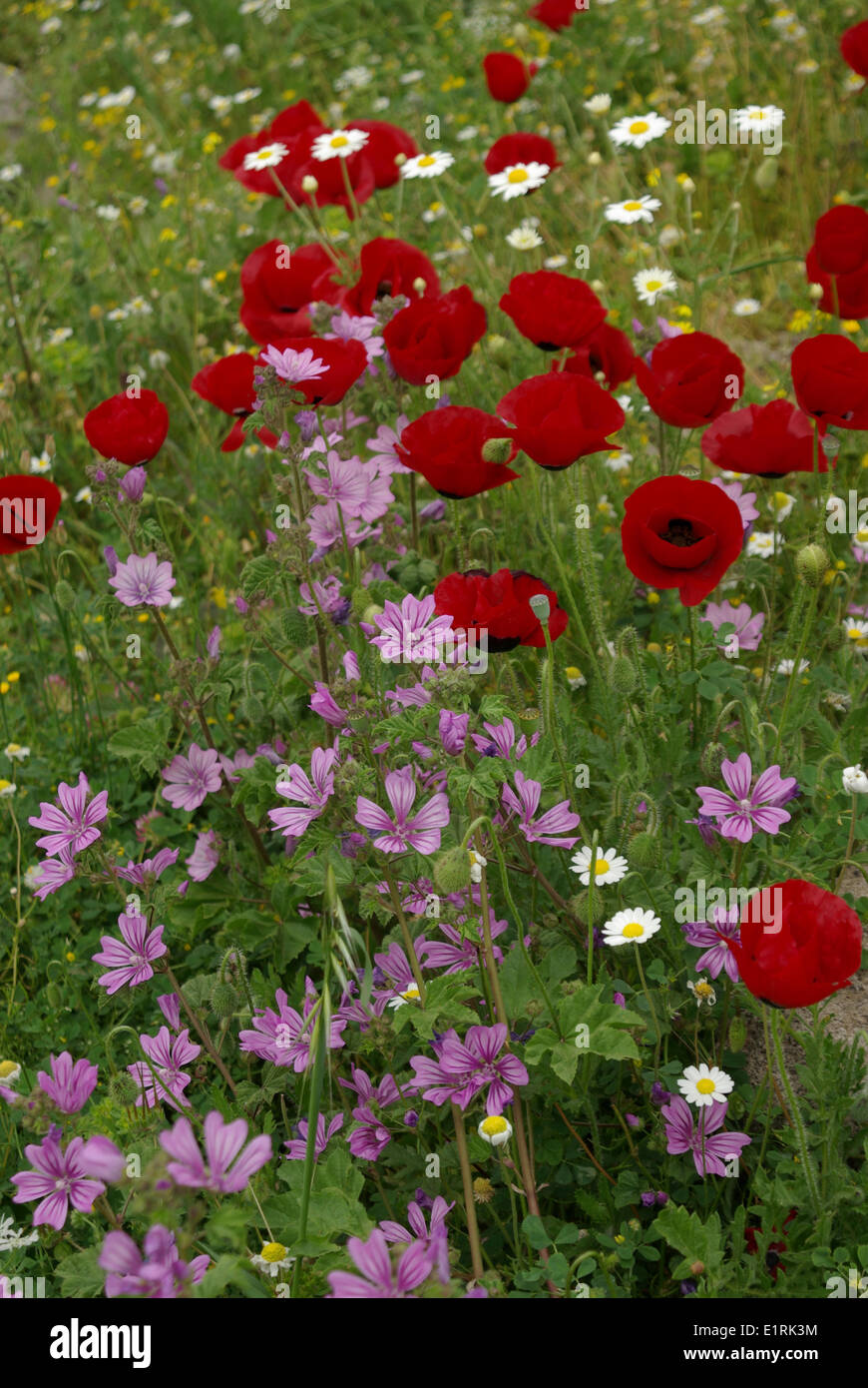 Papaver apulum -Fotos und -Bildmaterial in hoher Auflösung – Alamy