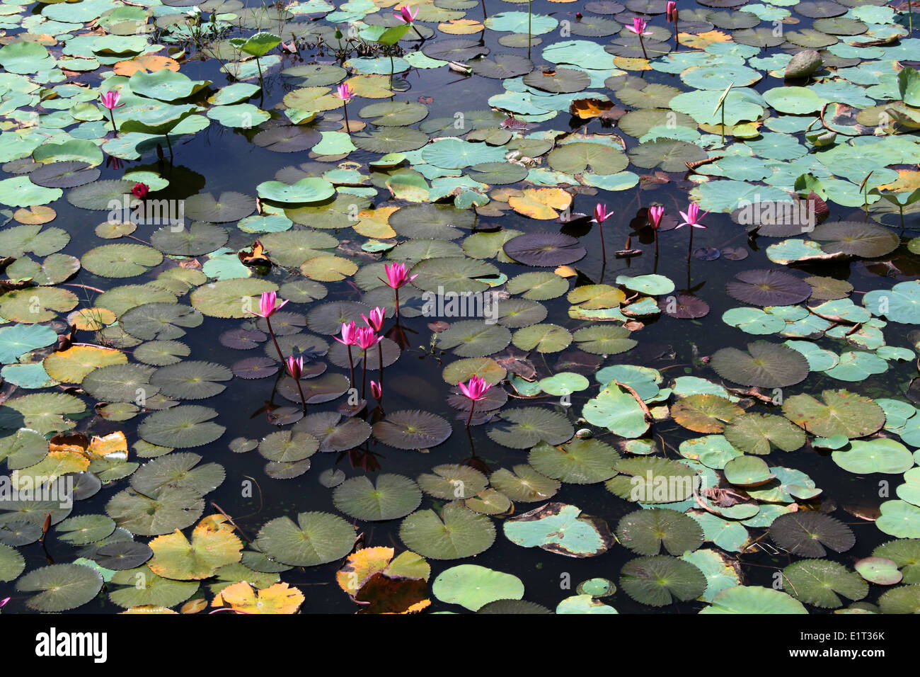 Lotus-See mit Blumen Stockfotografie - Alamy