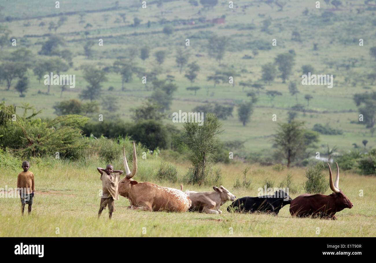 Rearing cattle -Fotos und -Bildmaterial in hoher Auflösung – Alamy