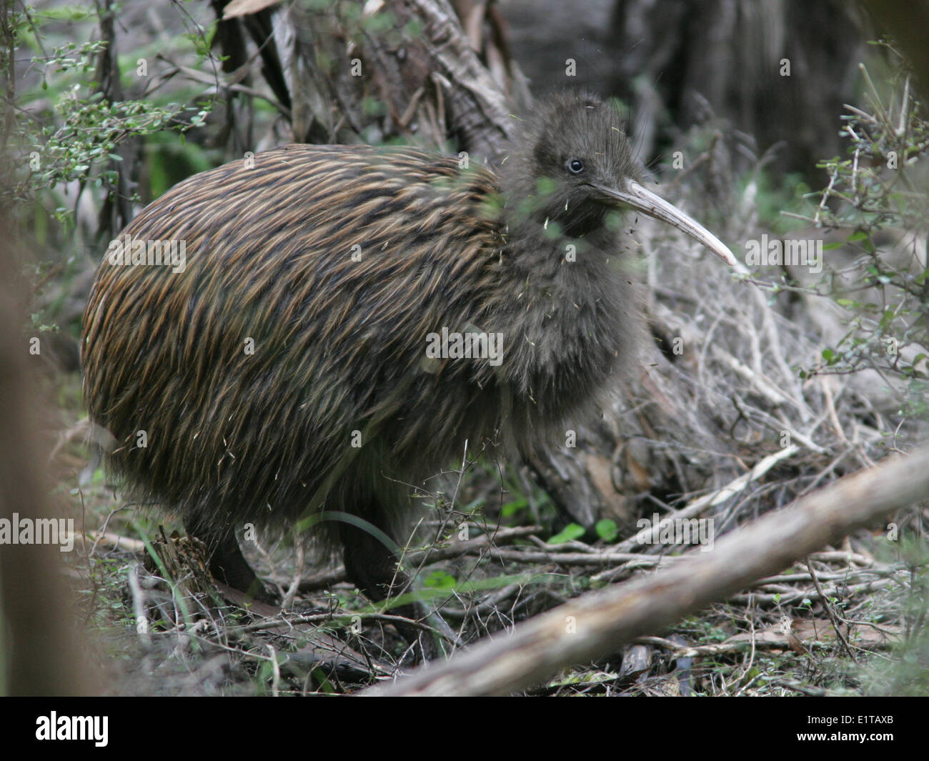 Apteryx australis -Fotos und -Bildmaterial in hoher Auflösung – Alamy