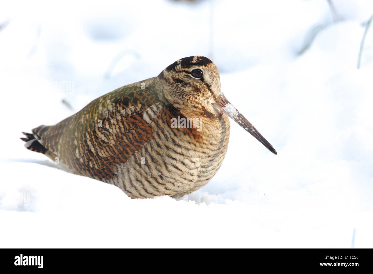 Waldschnepfe im schnee -Fotos und -Bildmaterial in hoher Auflösung – Alamy