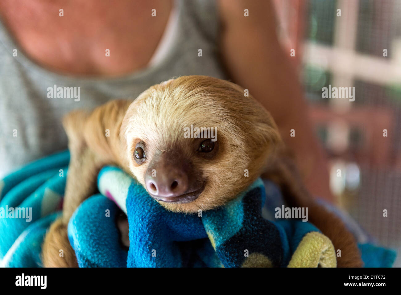 Baby faultier -Fotos und -Bildmaterial in hoher Auflösung – Alamy