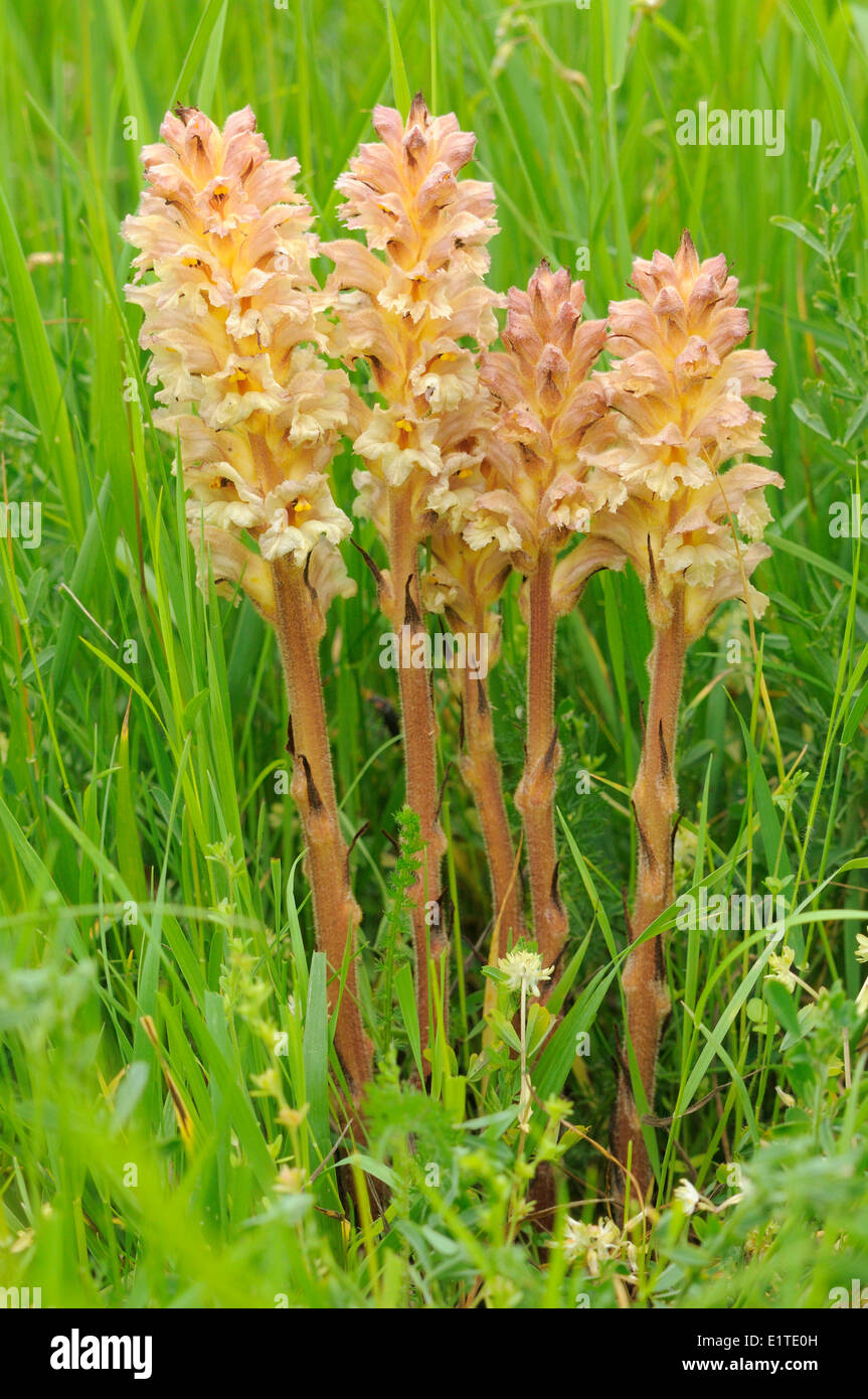 Cistanche phelypaea -Fotos und -Bildmaterial in hoher Auflösung – Alamy