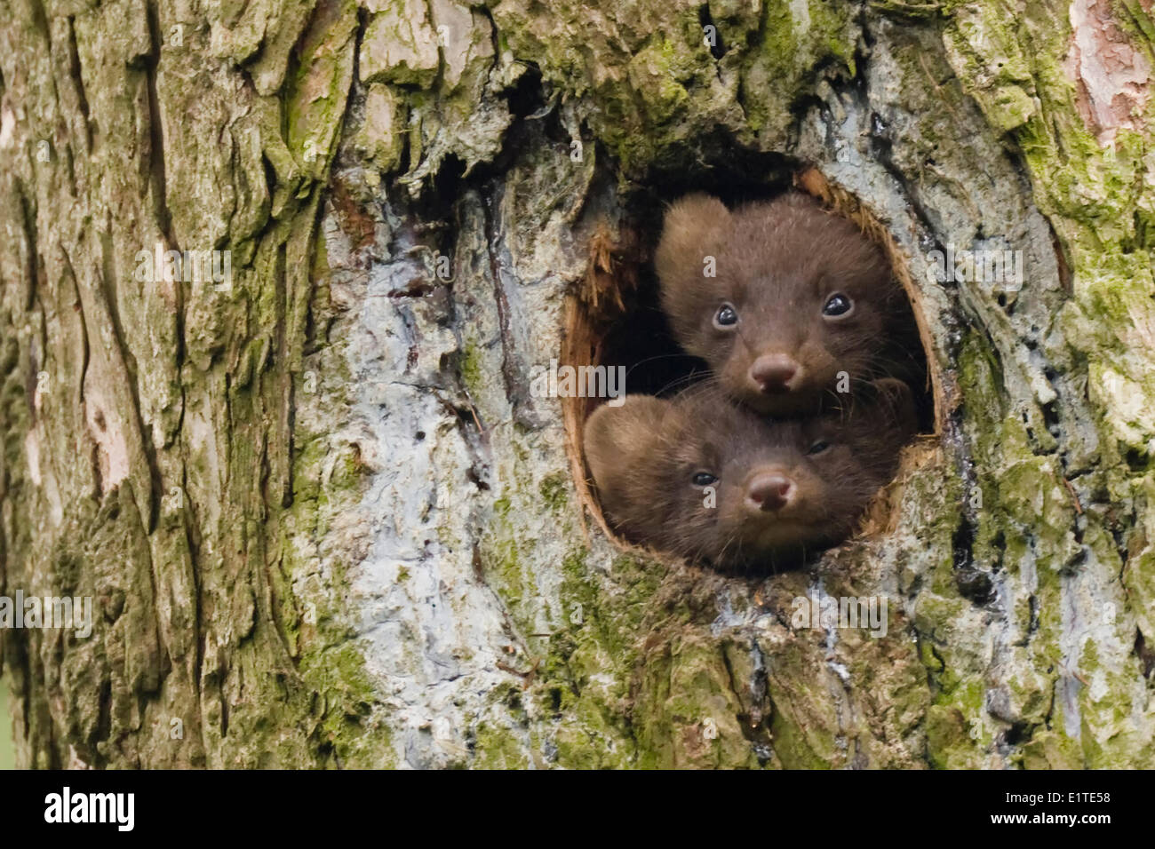 Young Pine Marten Stockfotos und -bilder Kaufen - Alamy