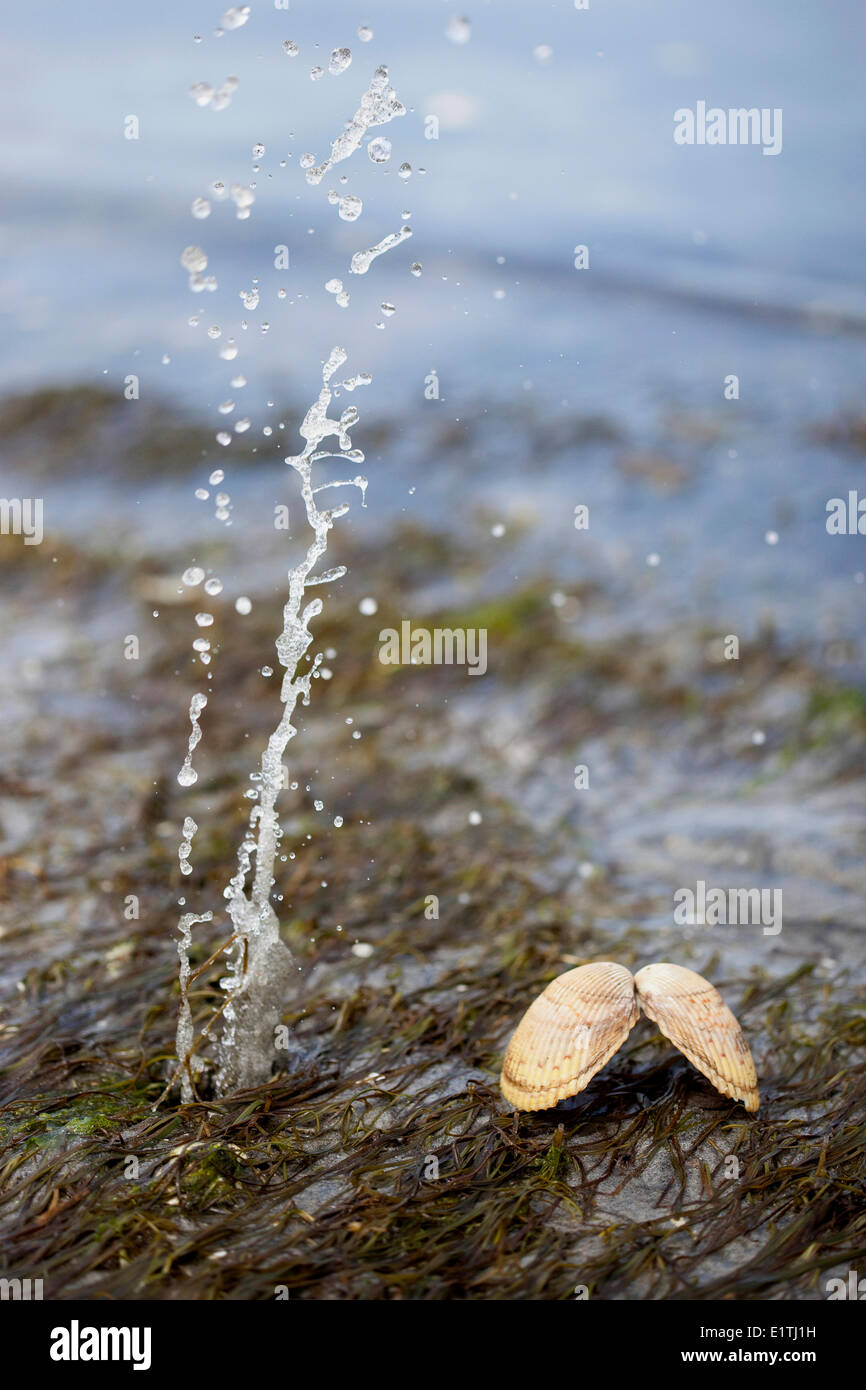 Panopea generosa -Fotos und -Bildmaterial in hoher Auflösung – Alamy