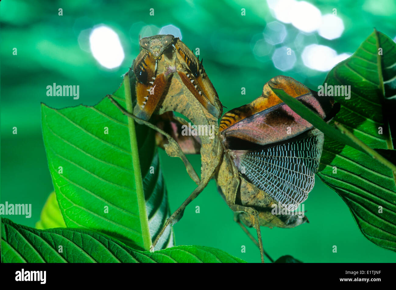 Malaysia animals -Fotos und -Bildmaterial in hoher Auflösung – Alamy
