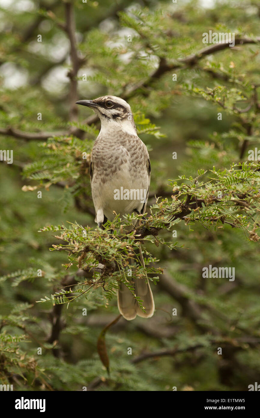 Mimus sp -Fotos und -Bildmaterial in hoher Auflösung – Alamy