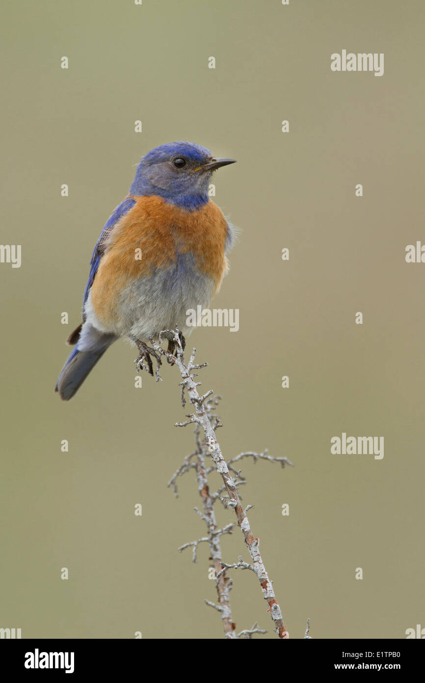 Bluebird vogel sialia bluebirds -Fotos und -Bildmaterial in hoher ...
