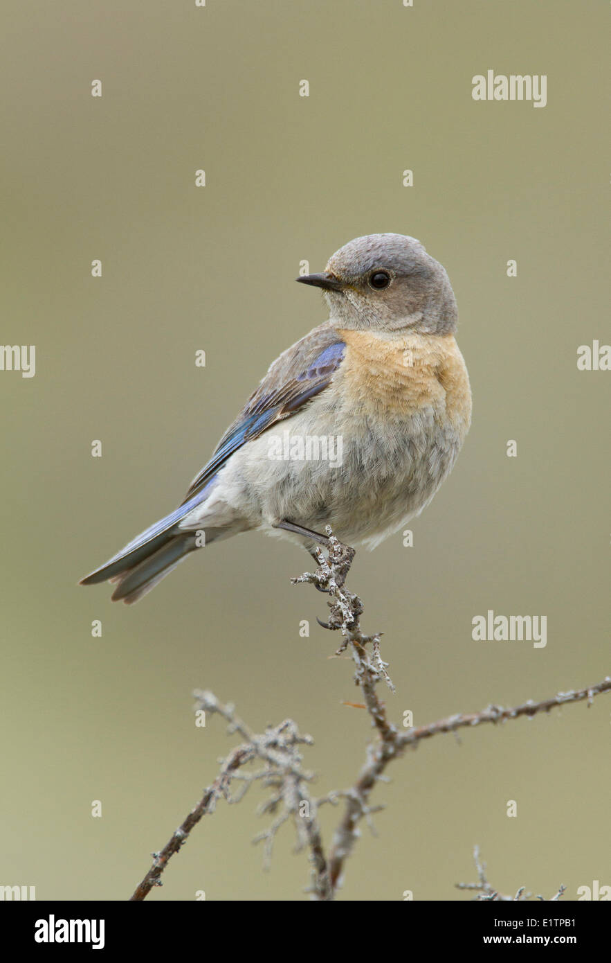 Bluebird vogel sialia bluebirds -Fotos und -Bildmaterial in hoher ...