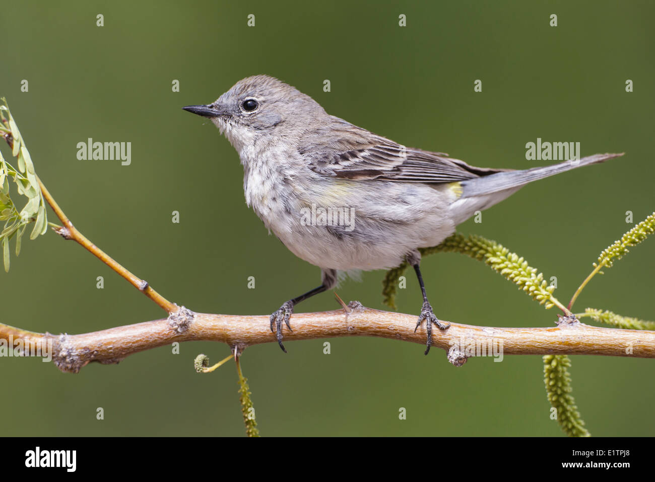 Setophaga coronata auduboni -Fotos und -Bildmaterial in hoher Auflösung ...
