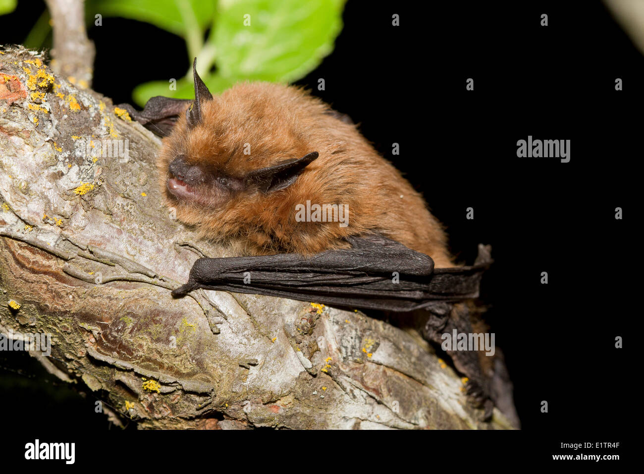 Myotis Californicus Stockfotos und -bilder Kaufen - Alamy