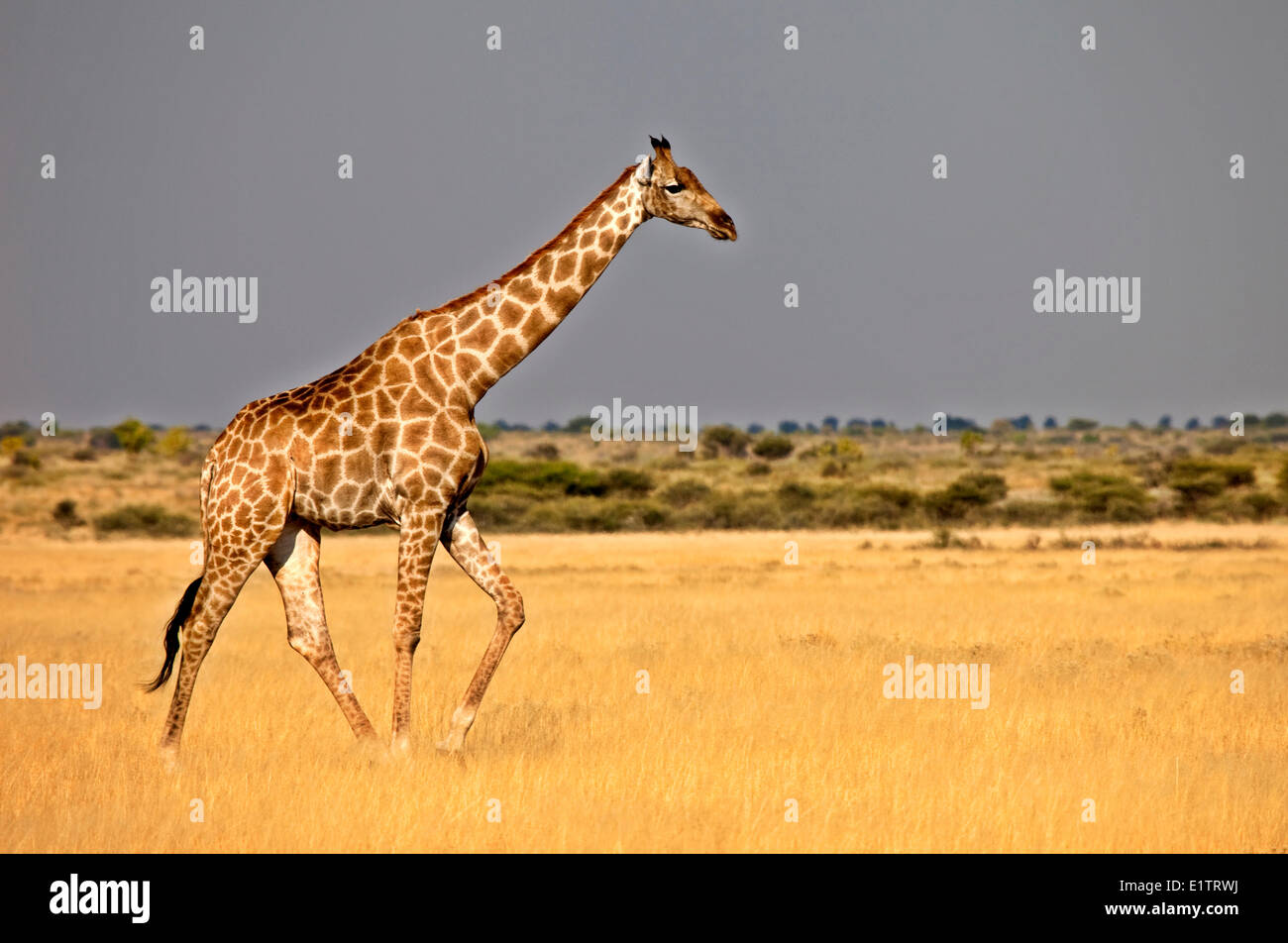 Zentrale giraffe -Fotos und -Bildmaterial in hoher Auflösung – Alamy