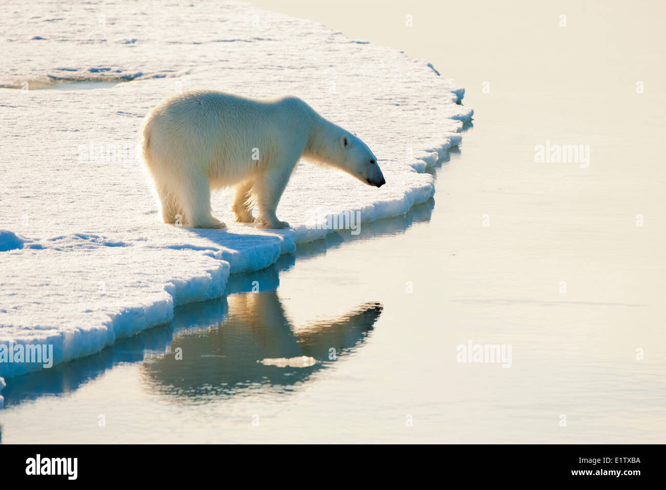 Eisbär (Ursus Maritimus) auf Packeis, Svalbard-Archipel, norwegischen ...