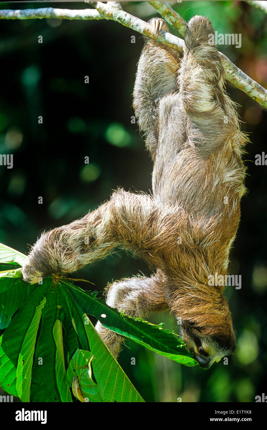 Faultiere, die blätter essen -Fotos und -Bildmaterial in hoher ...