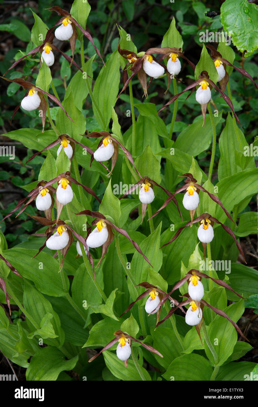 Wilde Orchidee Stockfotos und -bilder Kaufen - Alamy