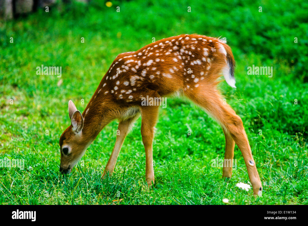 Kitz farbe -Fotos und -Bildmaterial in hoher Auflösung – Alamy