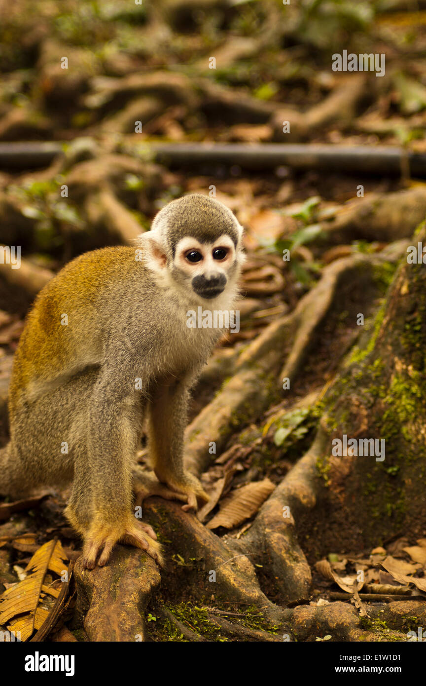 Klammeraffe (Ateles). Amazonas-Regenwald, Ecuador Stockfotografie - Alamy