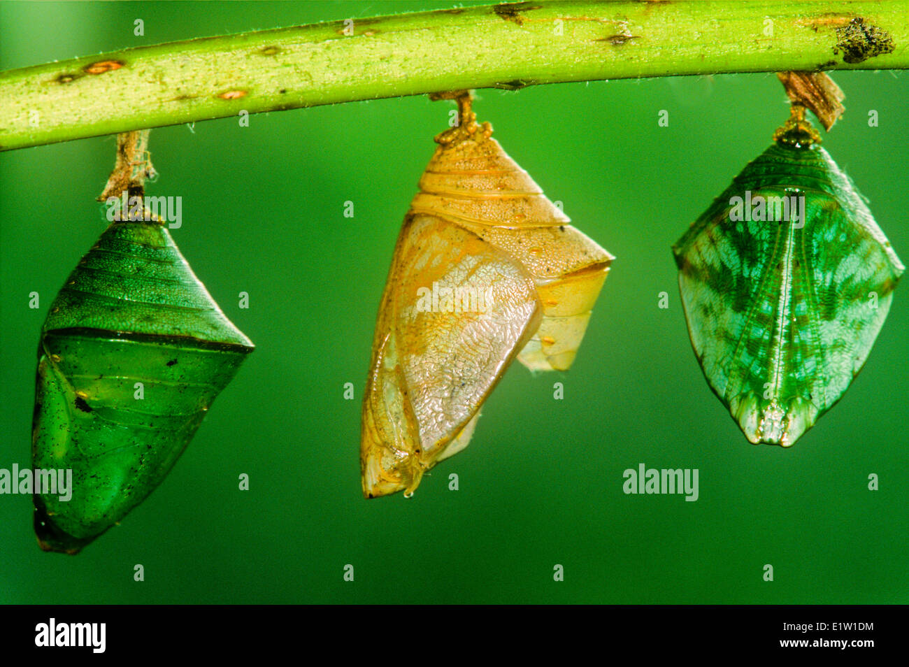 Prepona omphale -Fotos und -Bildmaterial in hoher Auflösung – Alamy