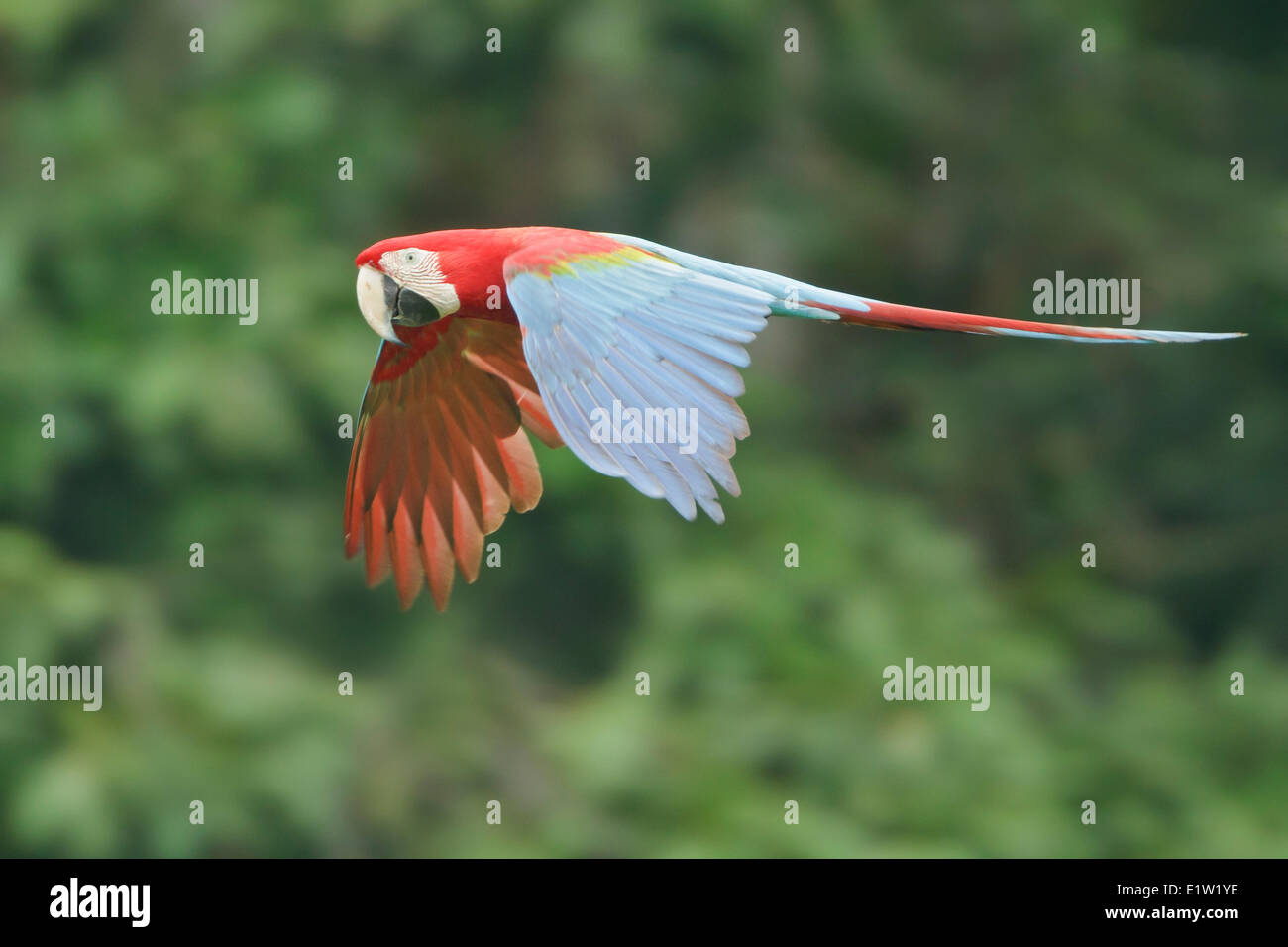 Red macaw -Fotos und -Bildmaterial in hoher Auflösung – Alamy