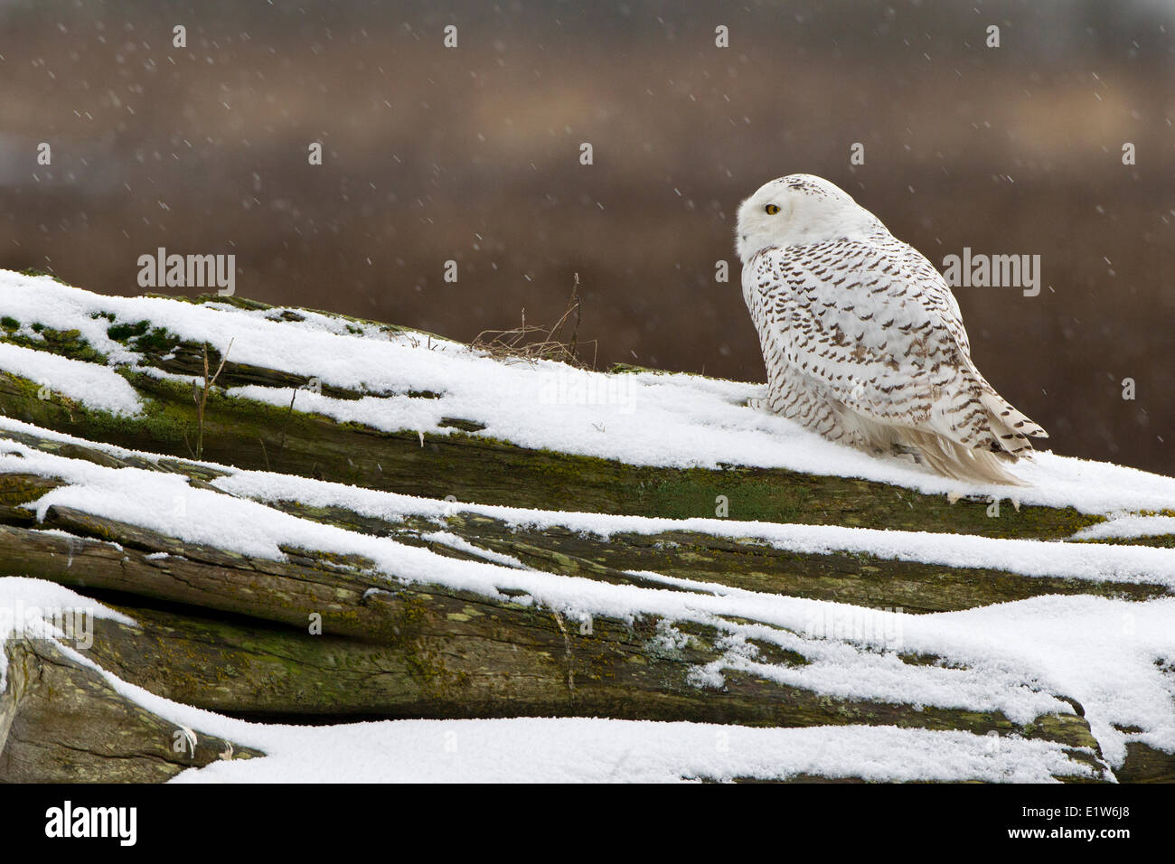 Eulen im schnee -Fotos und -Bildmaterial in hoher Auflösung – Alamy