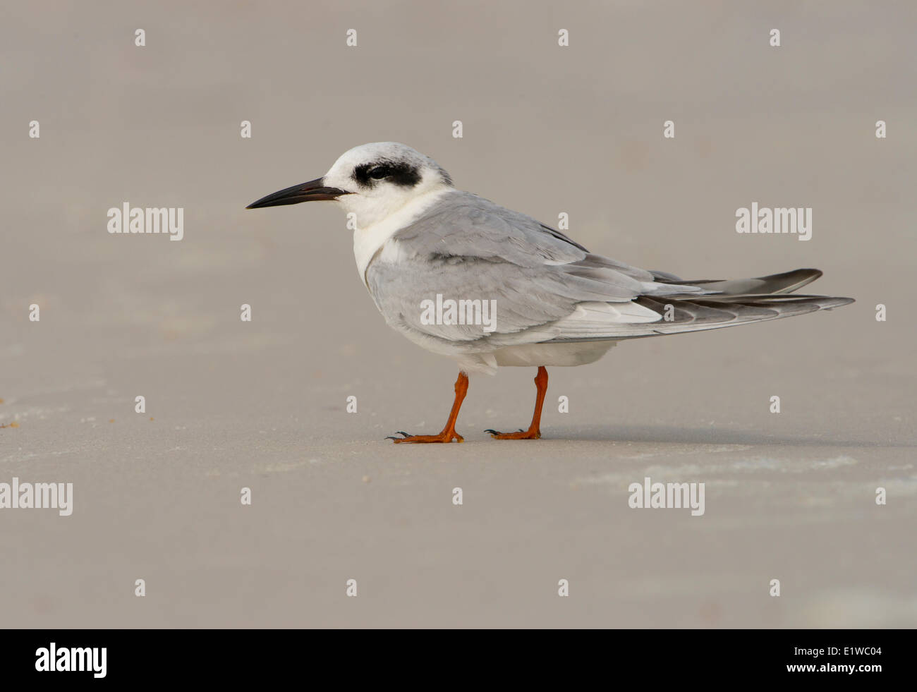 Forsters tern sterna forsteri fort desoto state park -Fotos und ...