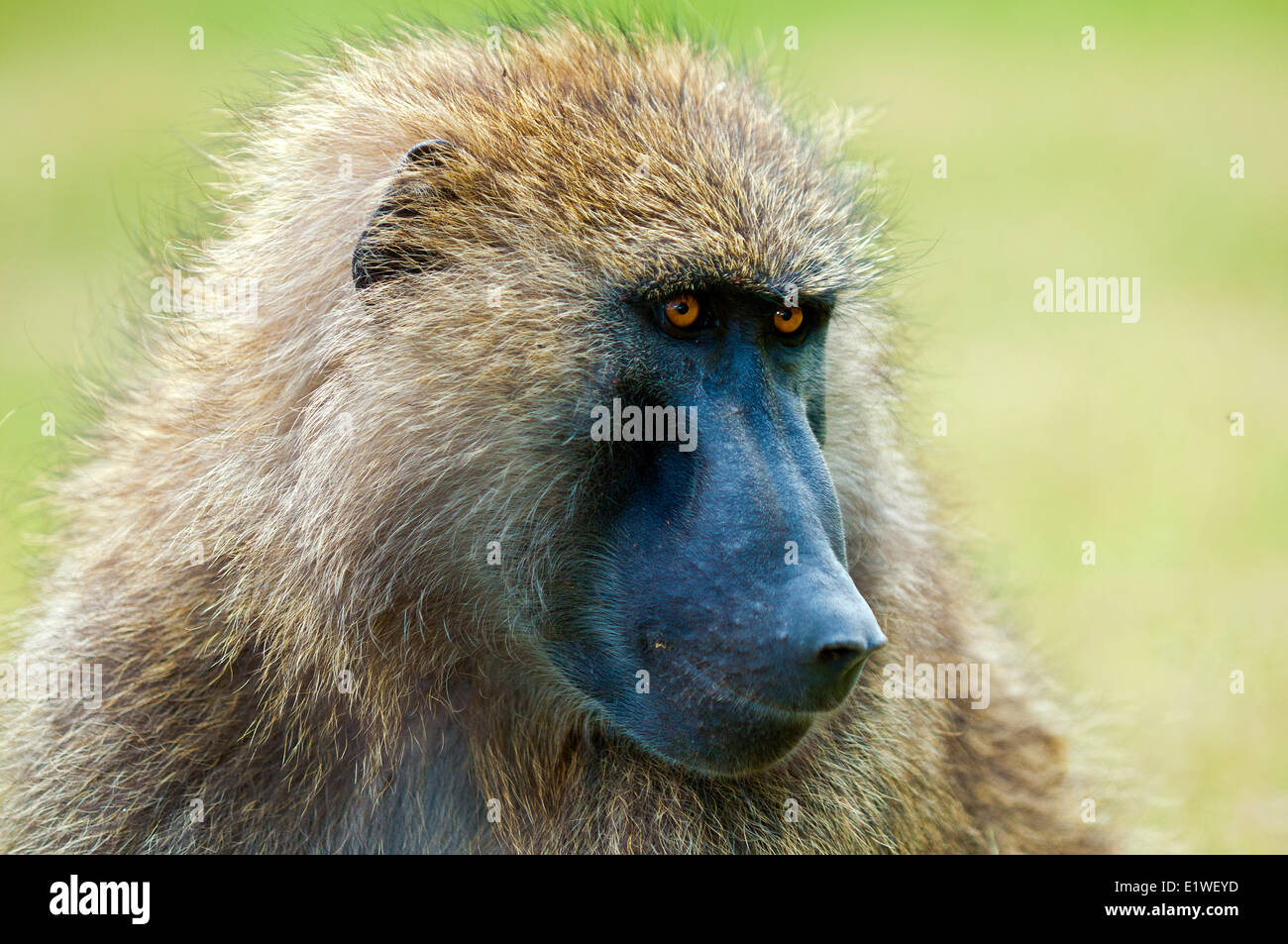 Papio anubis -Fotos und -Bildmaterial in hoher Auflösung – Alamy