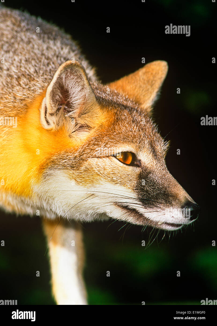 Vulpes vulpes fleischfresser -Fotos und -Bildmaterial in hoher ...