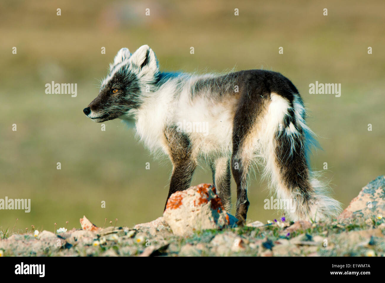 Alipex lagopus -Fotos und -Bildmaterial in hoher Auflösung – Alamy