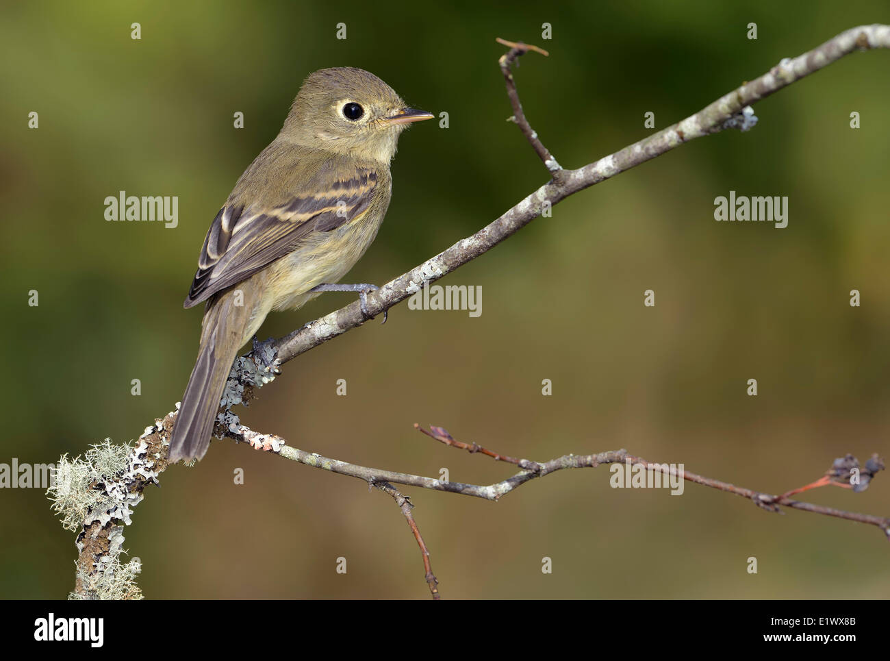 Pazifik hang -Fotos und -Bildmaterial in hoher Auflösung – Alamy
