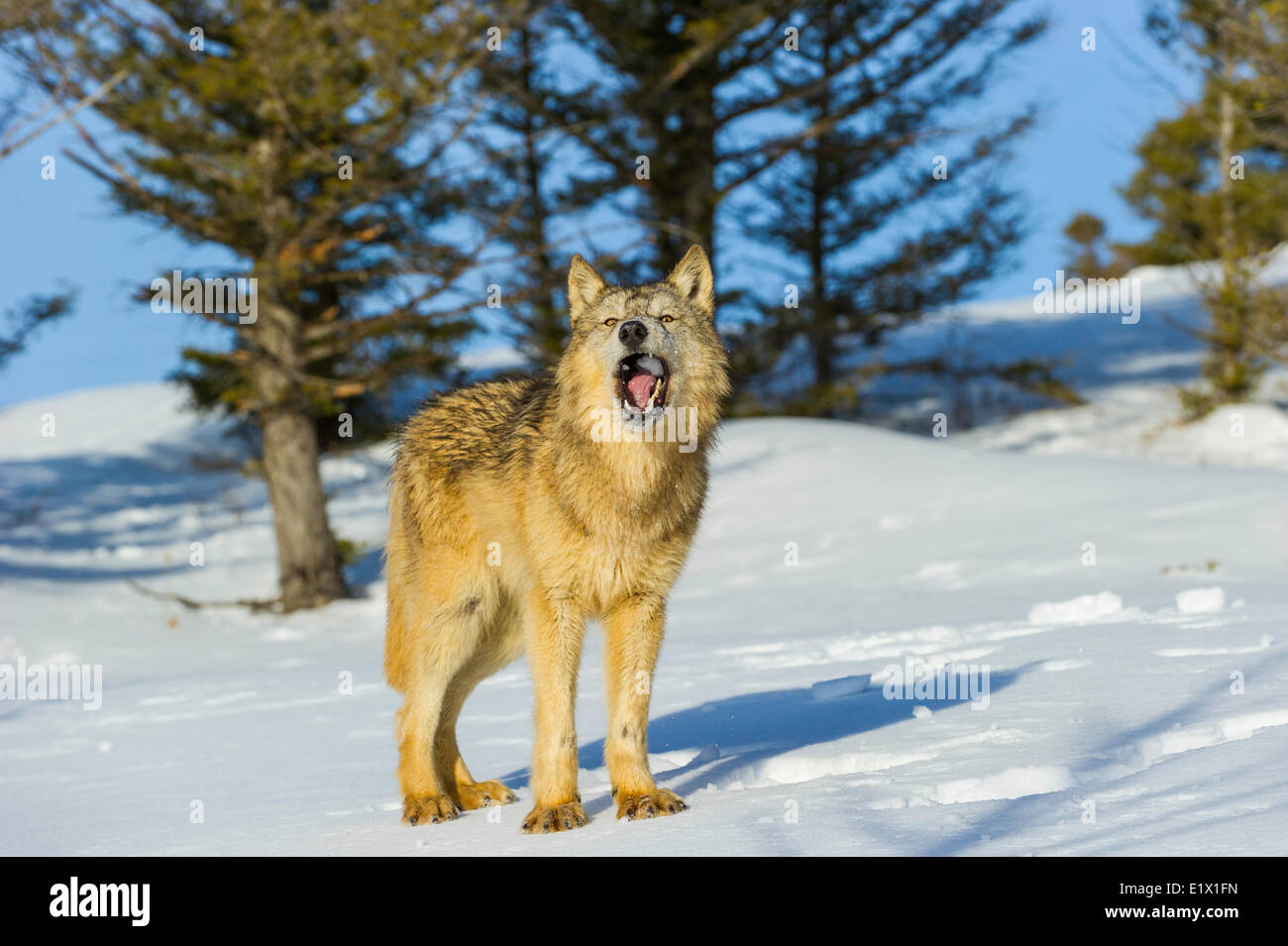 Alpha female gray wolf canis -Fotos und -Bildmaterial in hoher ...