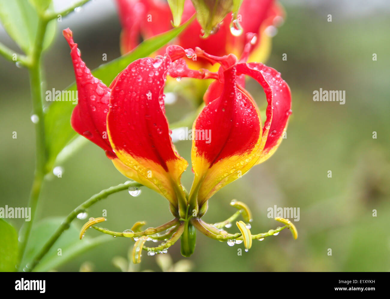 Rot Gloriosa Lily (Gloriosa Superba), Bilder aus dem Monat April ...