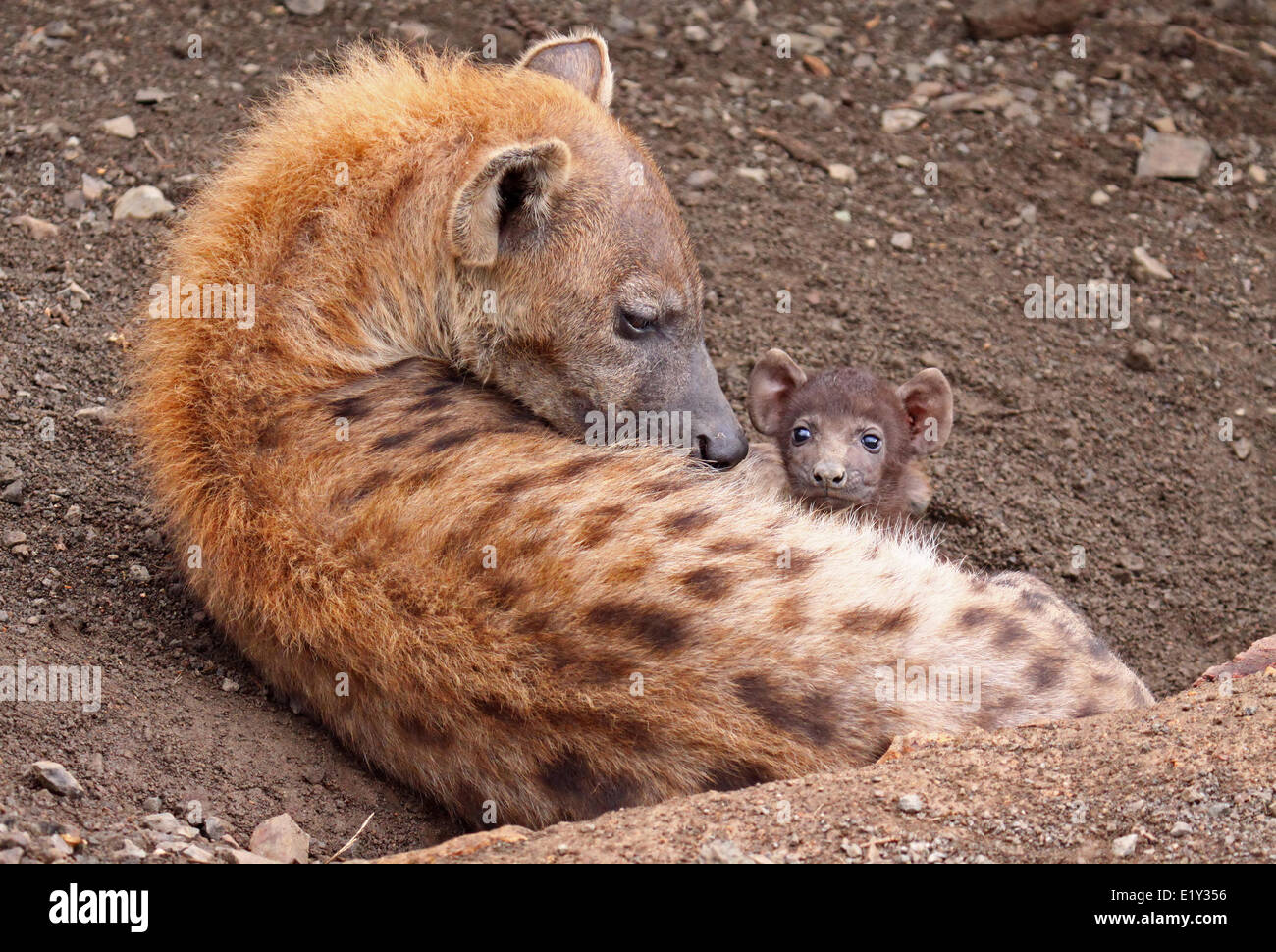 Hyena baby south africa -Fotos und -Bildmaterial in hoher Auflösung – Alamy