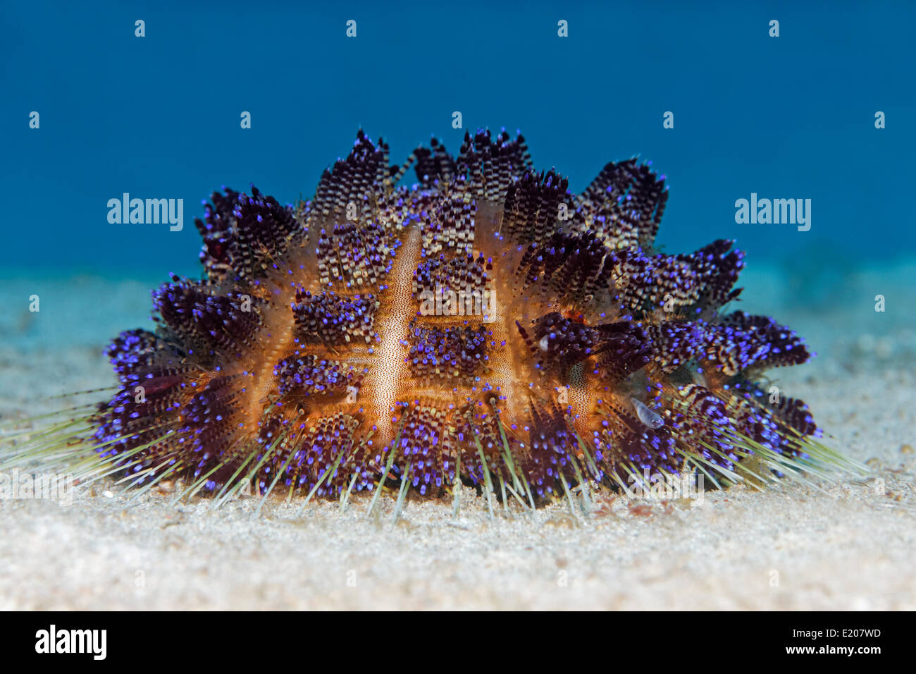 Strand Seeigel Stockfotos und -bilder Kaufen - Alamy